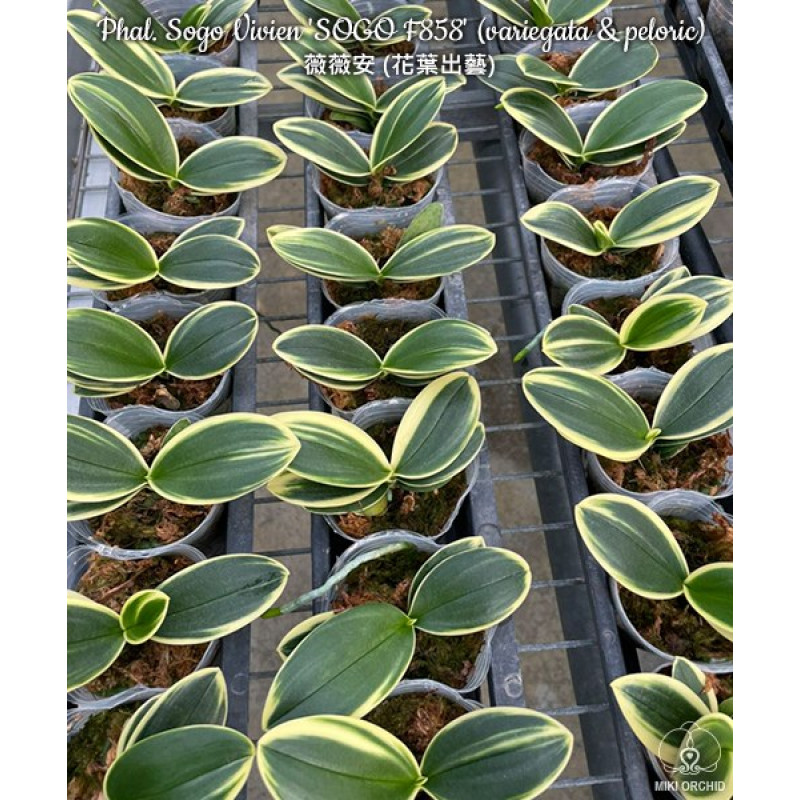 Орхiдея Phal. Sogo Vivien SOGO F858 метелик - купити, доставка Україна